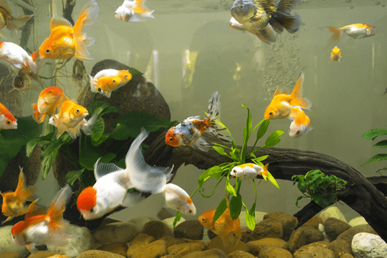 Why Fish Dead In Aquarium: Causes And Fast Fixes - Aquarium Tales