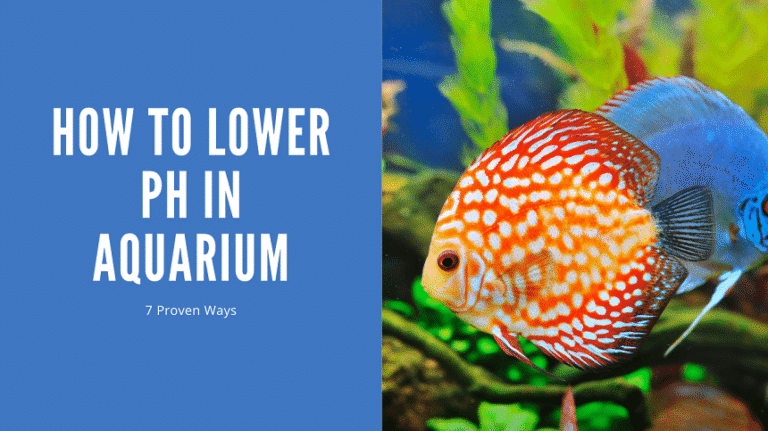 Why Is Ph Low In Aquarium: Causes And Fast Fixes - Aquarium Tales