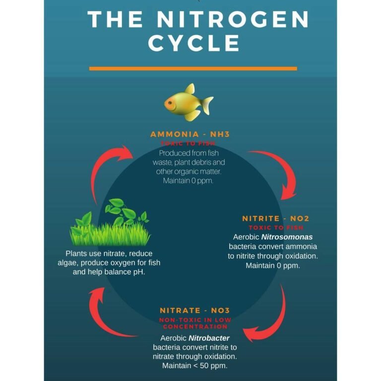 Why High Nitrate Levels In Aquarium: Causes And Fixes - Aquarium Tales