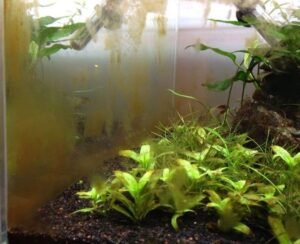 Why Is Algae Growing On My Aquarium Plants: Causes & Fixes - Aquarium Tales