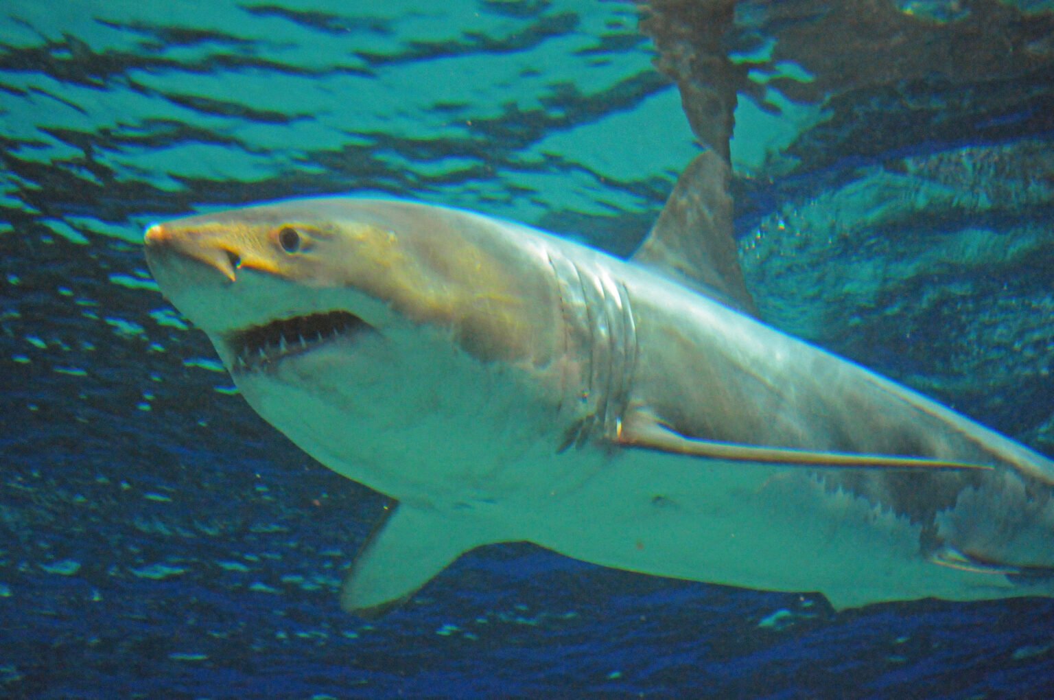 Why No Great White Shark In Aquariums: The Tragic Truth - Aquarium Tales