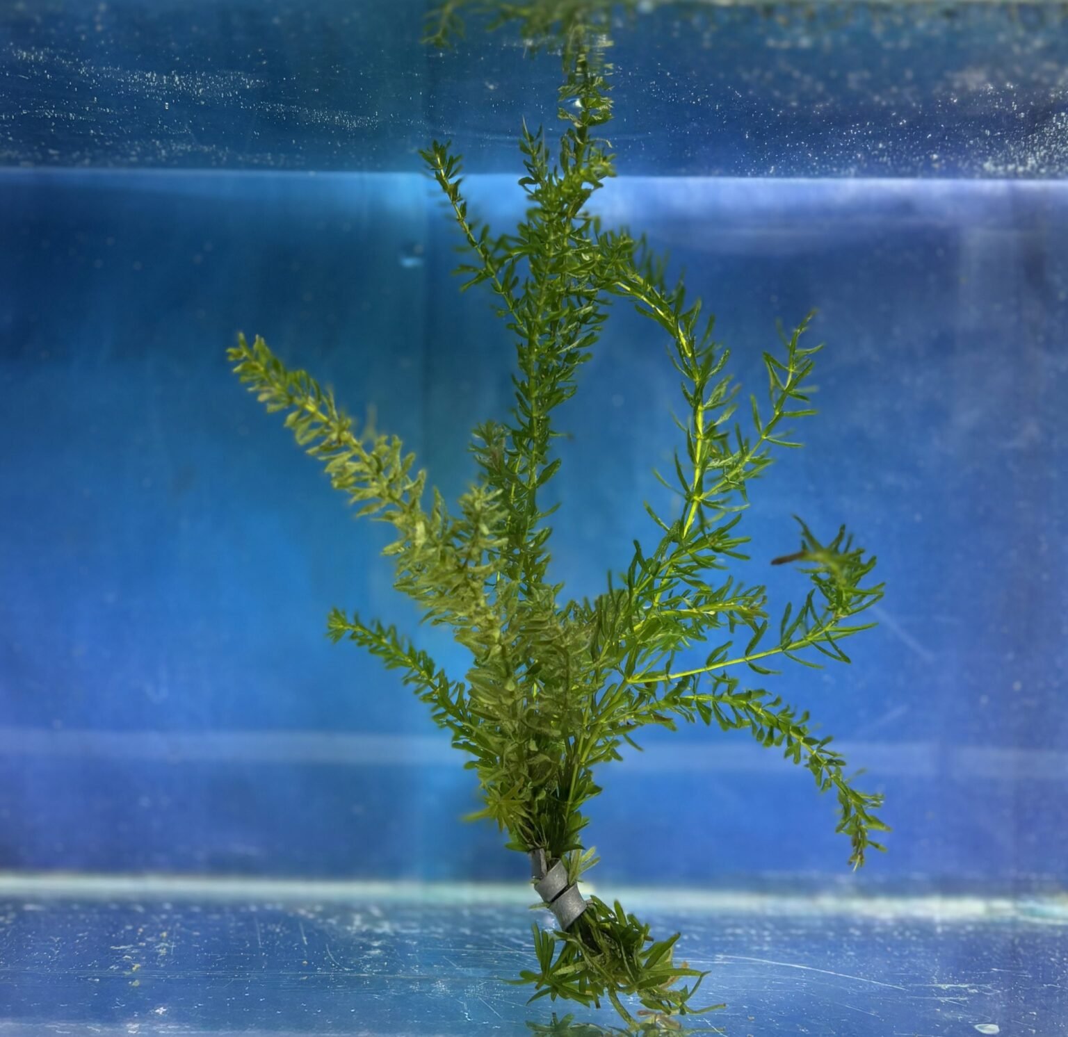 Why Grow Hydrilla In Aquarium: Benefits Explained - Aquarium Tales