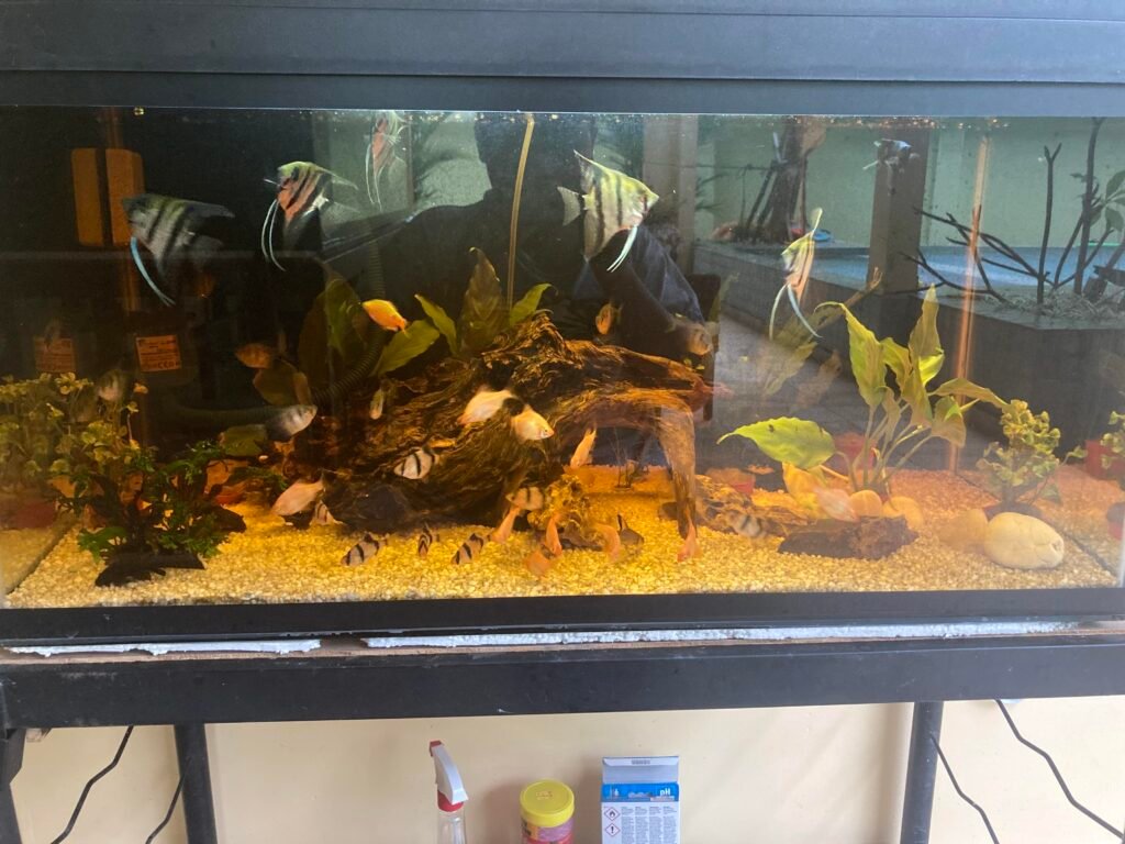 Why Is My Aquarium Water Red: Causes, Fixes, And Prevention - Aquarium ...