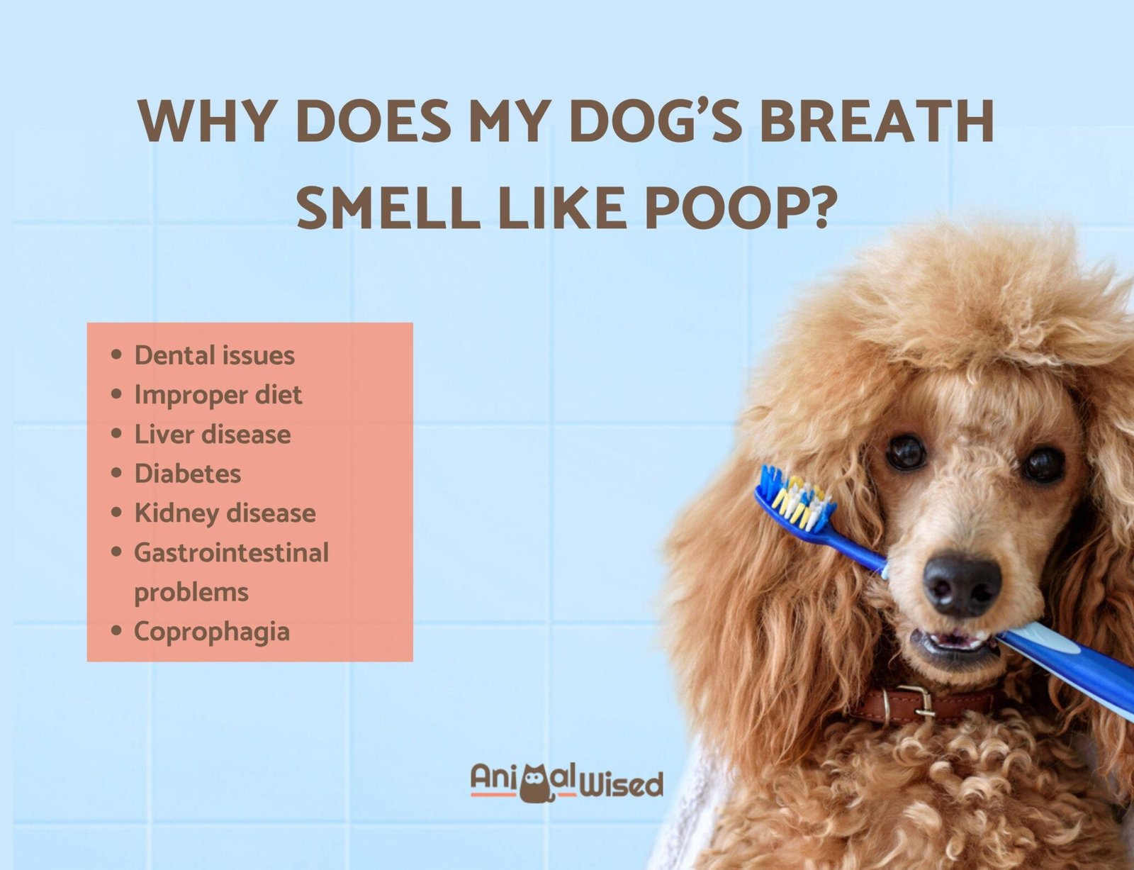 Why Does My Poop Smell: Aquarium-Like Odor Explained - Aquarium Tales
