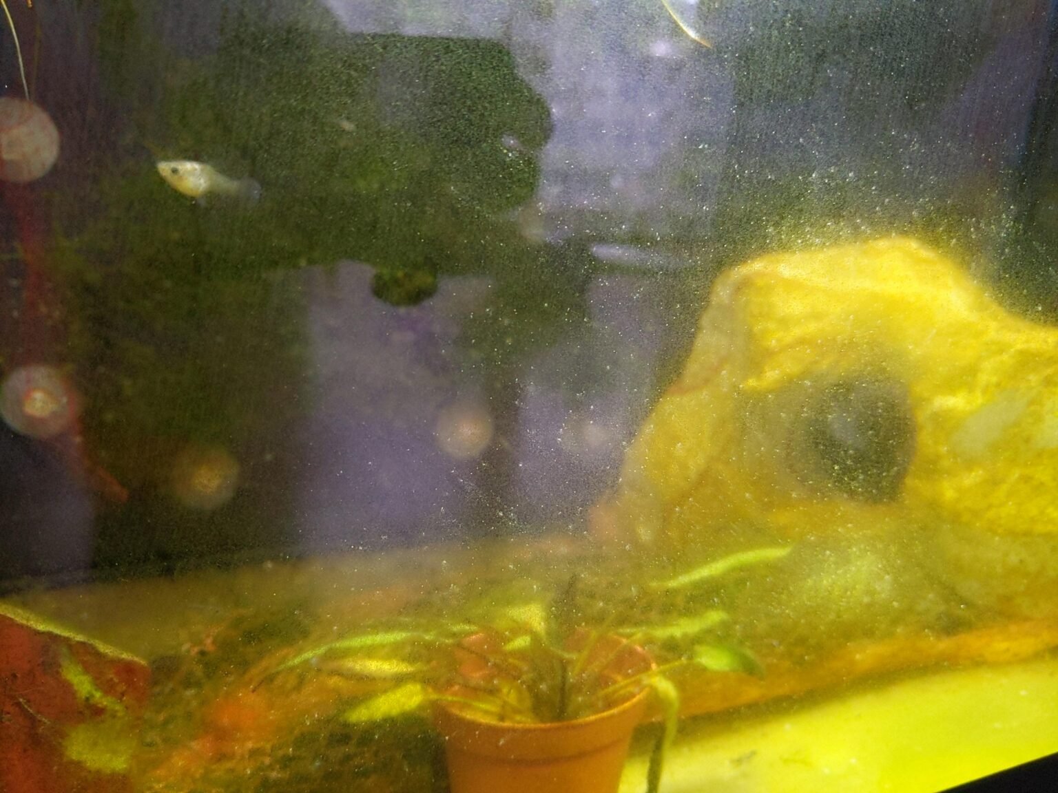 Why Does Algae Grow Fast: Aquarium Tips 2026 - Aquarium Tales